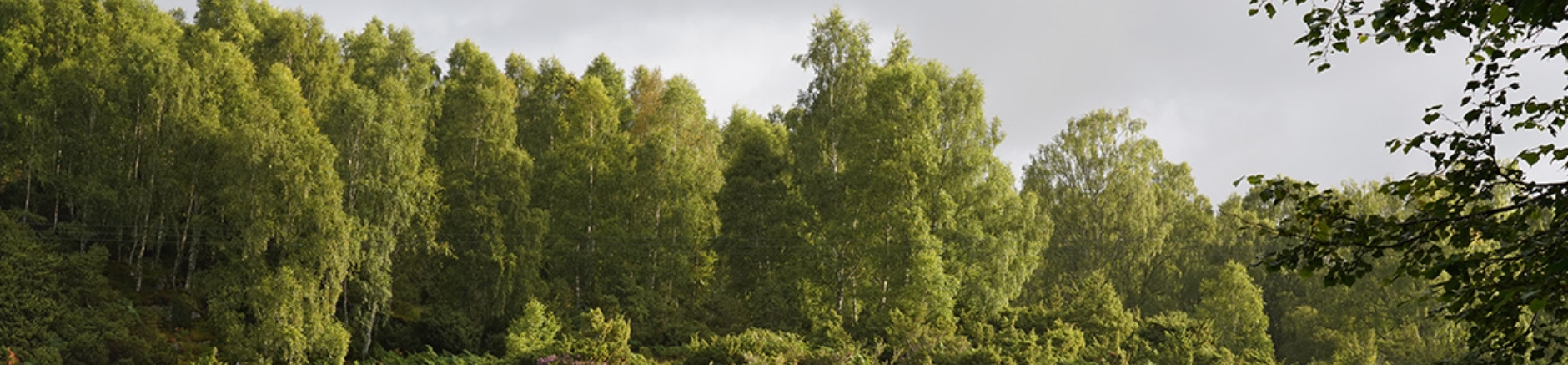 Planting Trees - Lester Cladding Ltd